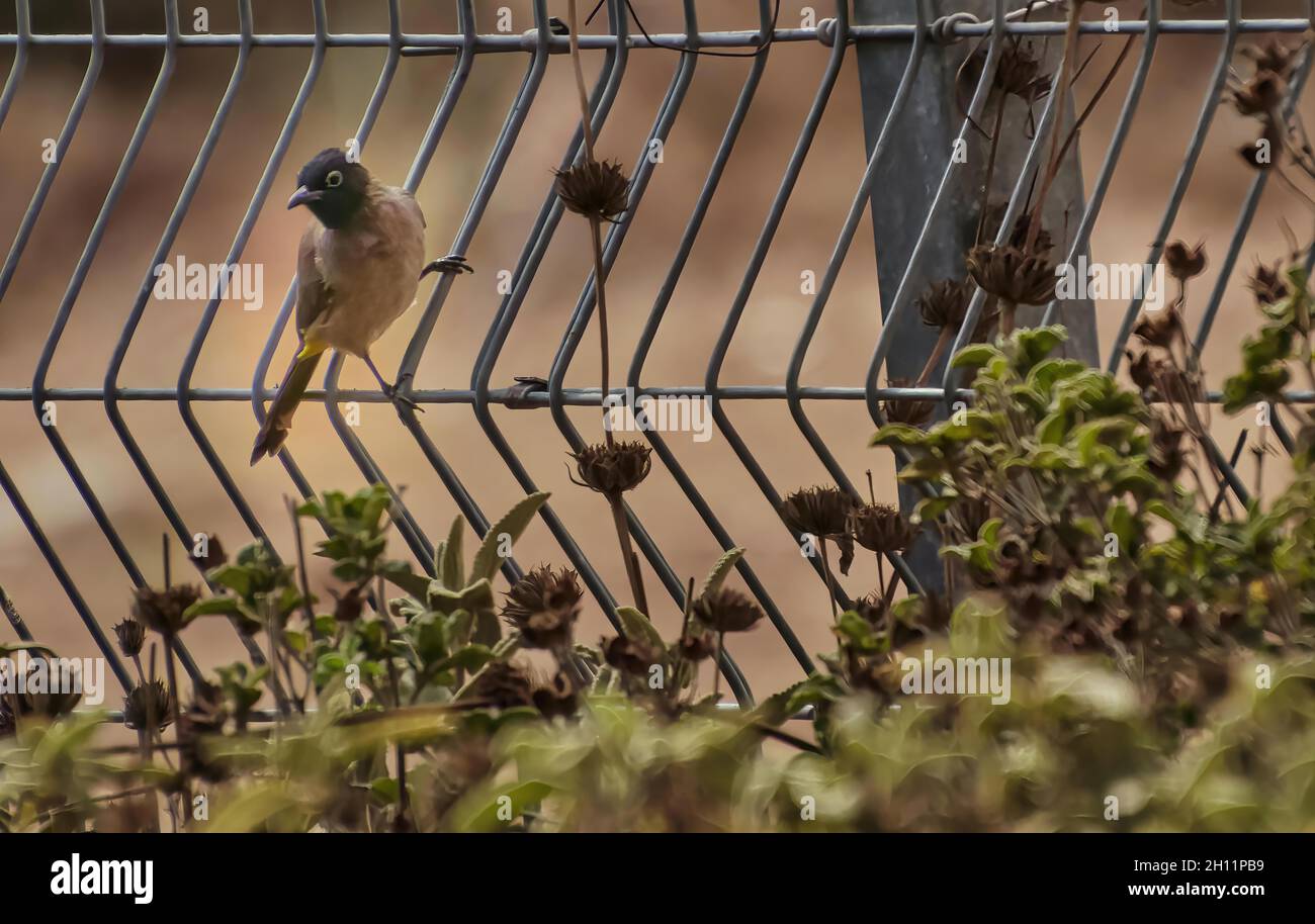 The red-vented bulbul Pycnonotus cafer is a member of the bulbul family ...