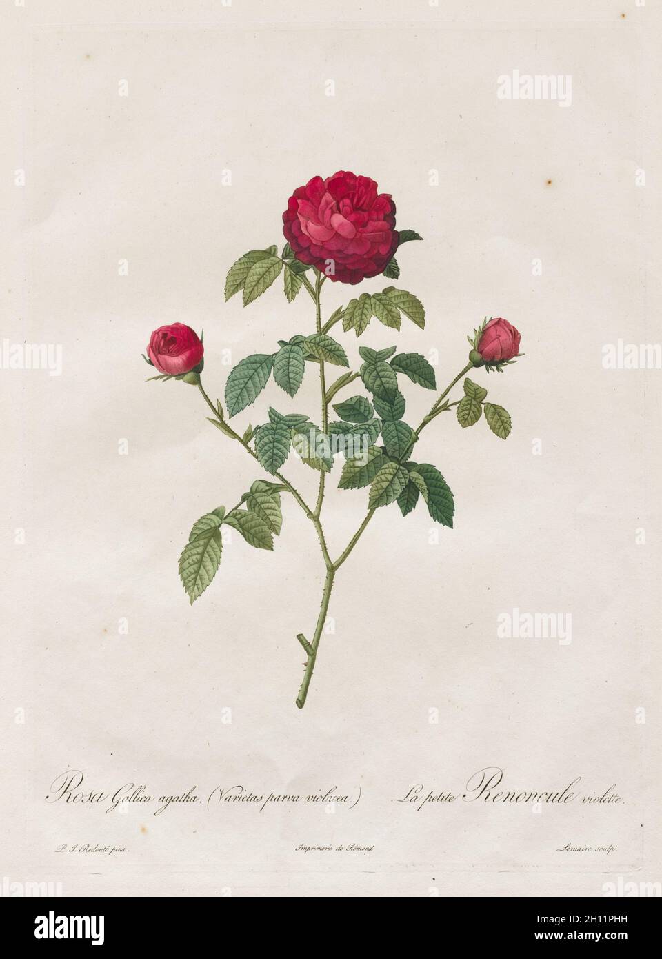 Provence or French Rose, 1817-1824. Henry Joseph Redouté (French, 1766 ...