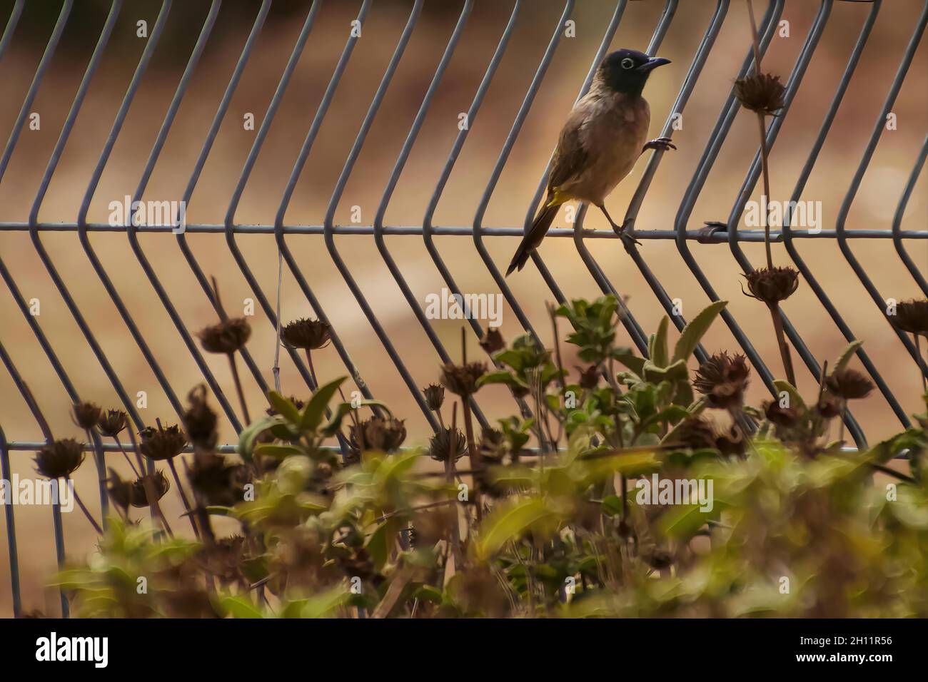 The red-vented bulbul Pycnonotus cafer is a member of the bulbul family ...