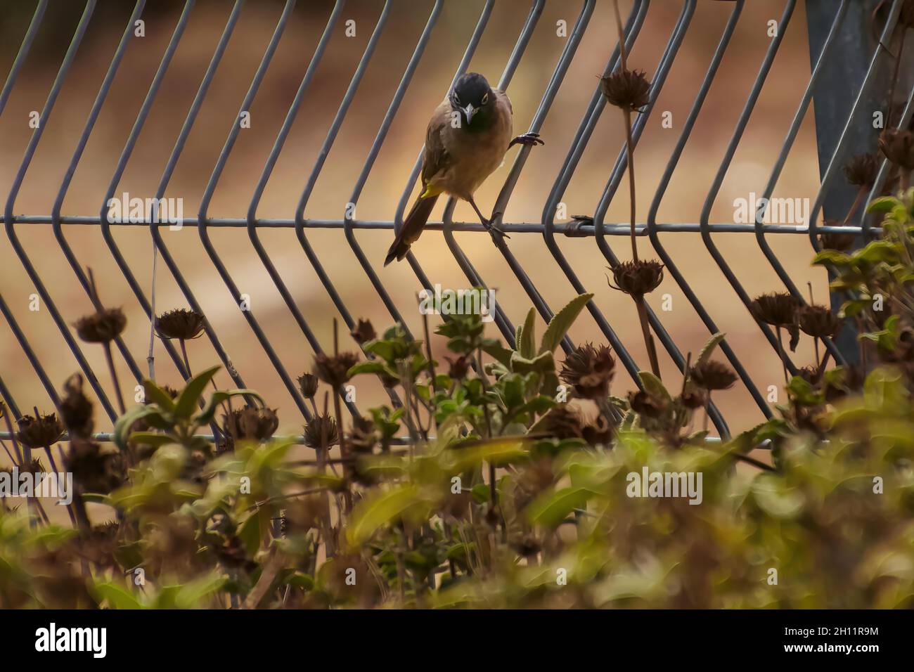 The red-vented bulbul Pycnonotus cafer is a member of the bulbul family ...
