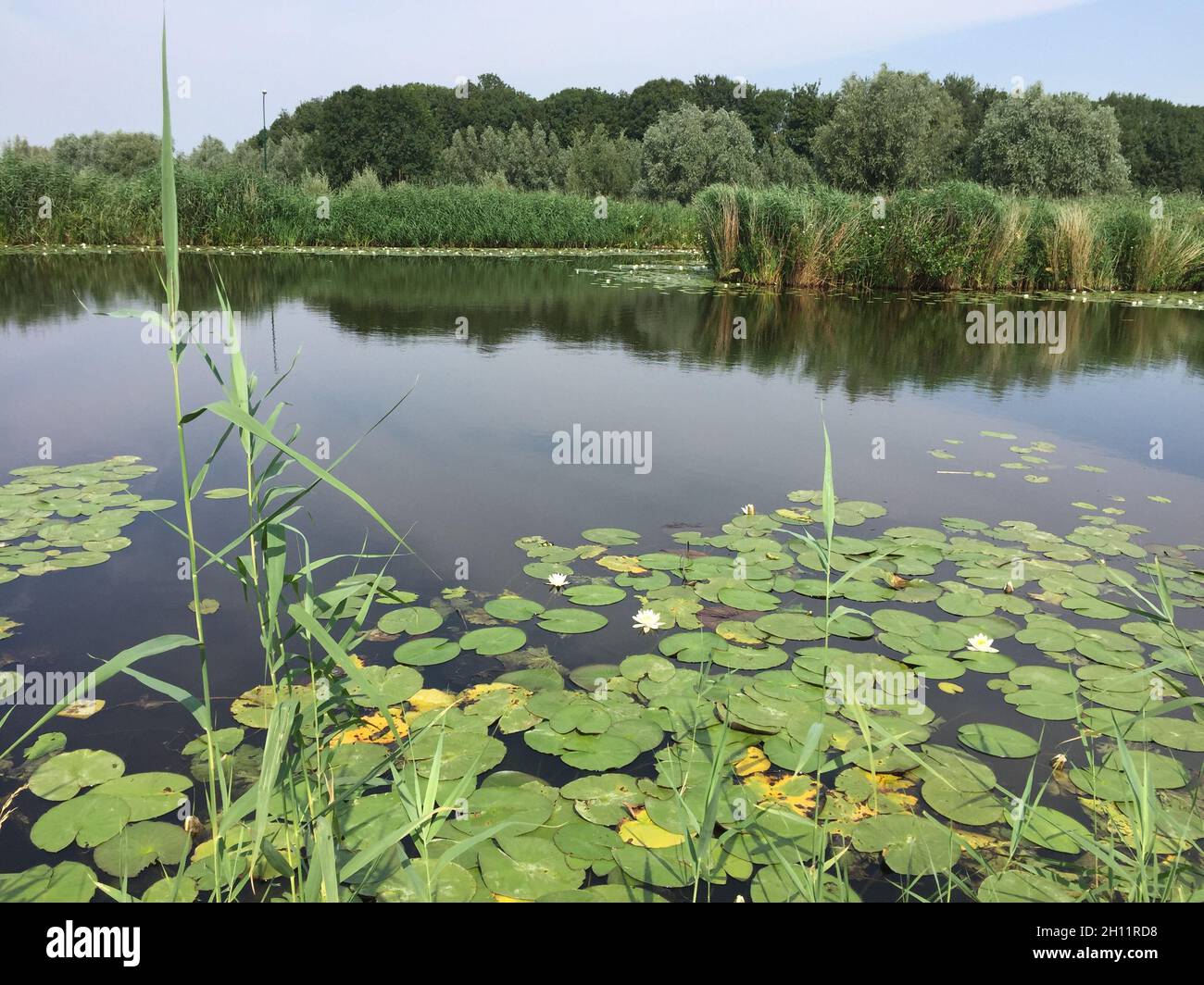 Lake with beautiful water lilies on top Stock Photo - Alamy