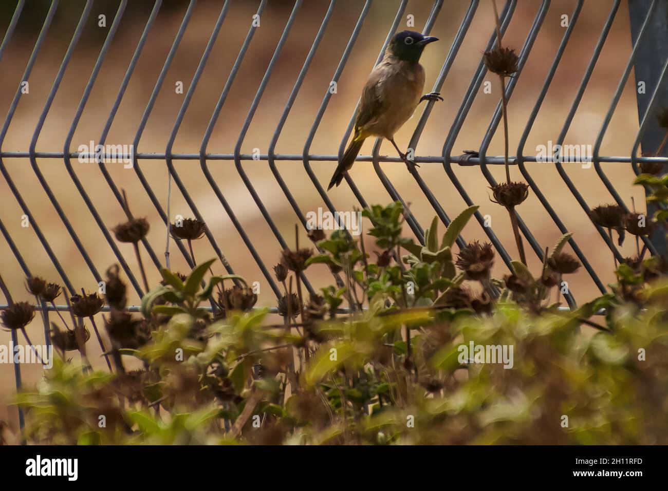 The red-vented bulbul Pycnonotus cafer is a member of the bulbul family ...