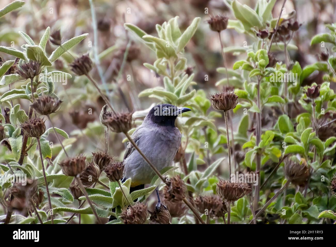 The red-vented bulbul Pycnonotus cafer is a member of the bulbul family ...