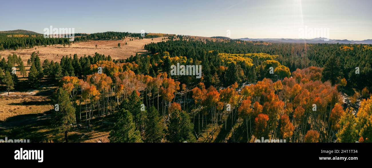 Panorama of autumn colored trees in Arizona with sun rays Stock Photo ...