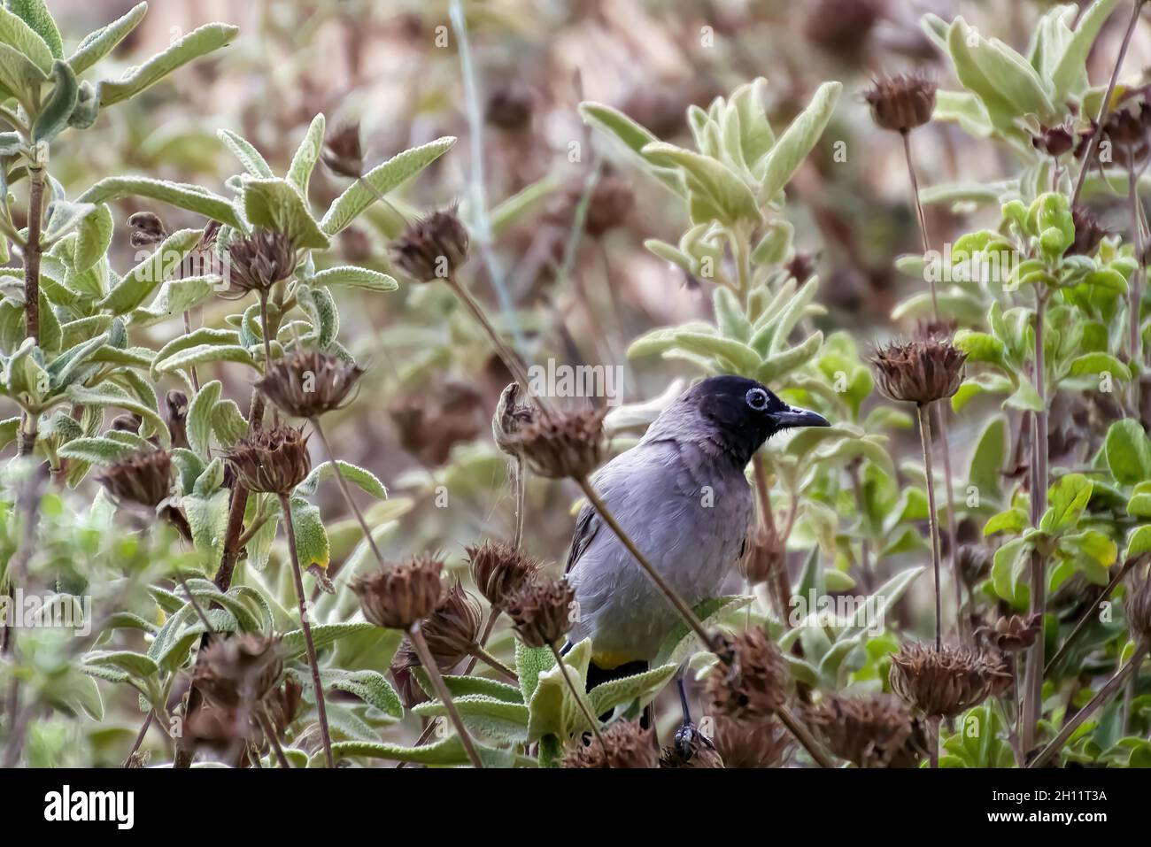 The red-vented bulbul Pycnonotus cafer is a member of the bulbul family ...