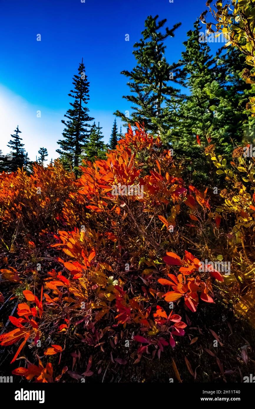 Paradise meadow seattle hi-res stock photography and images - Alamy