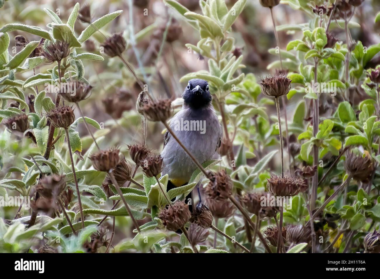 The red-vented bulbul Pycnonotus cafer is a member of the bulbul family ...
