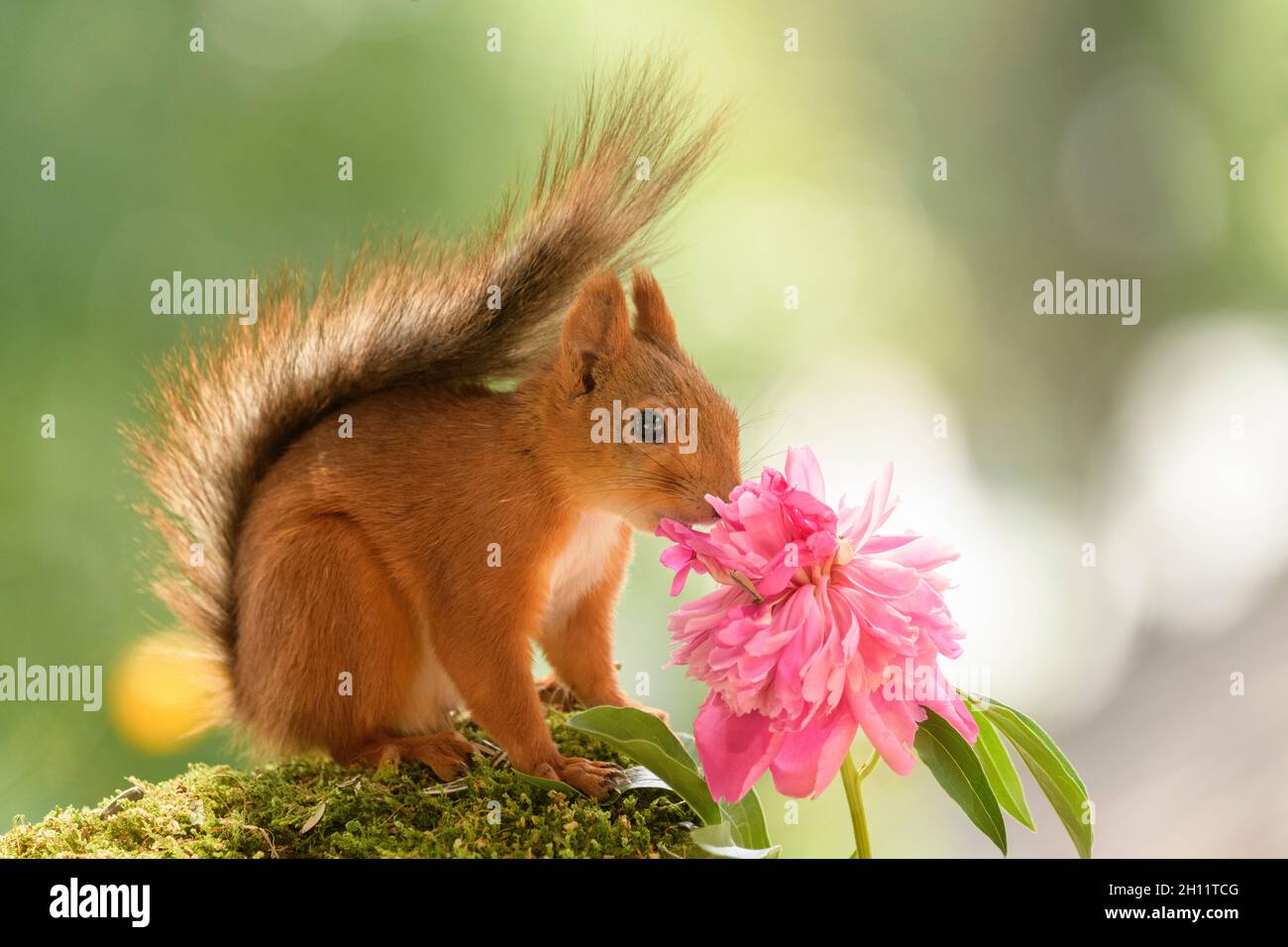 Squirrel is smelling the flower hi-res stock photography and images - Alamy