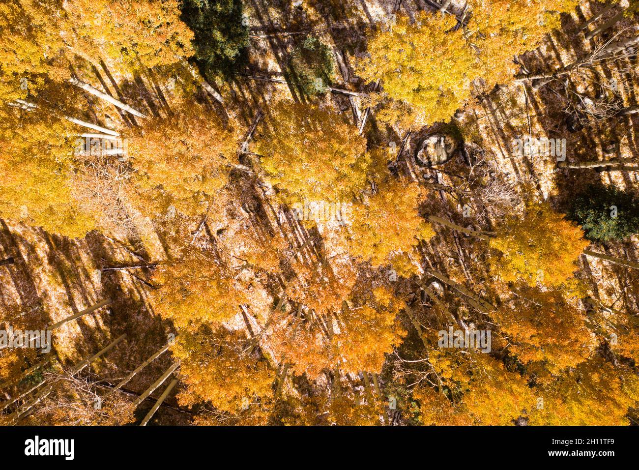 Top down aerial view of golden aspen trees and their long shadows Stock ...