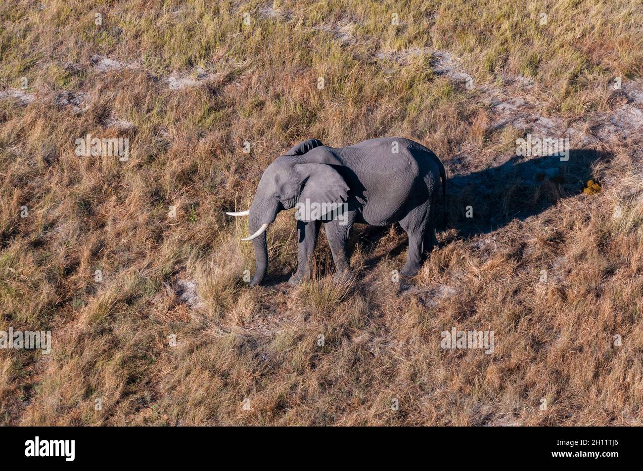 Elephant Aerial View
