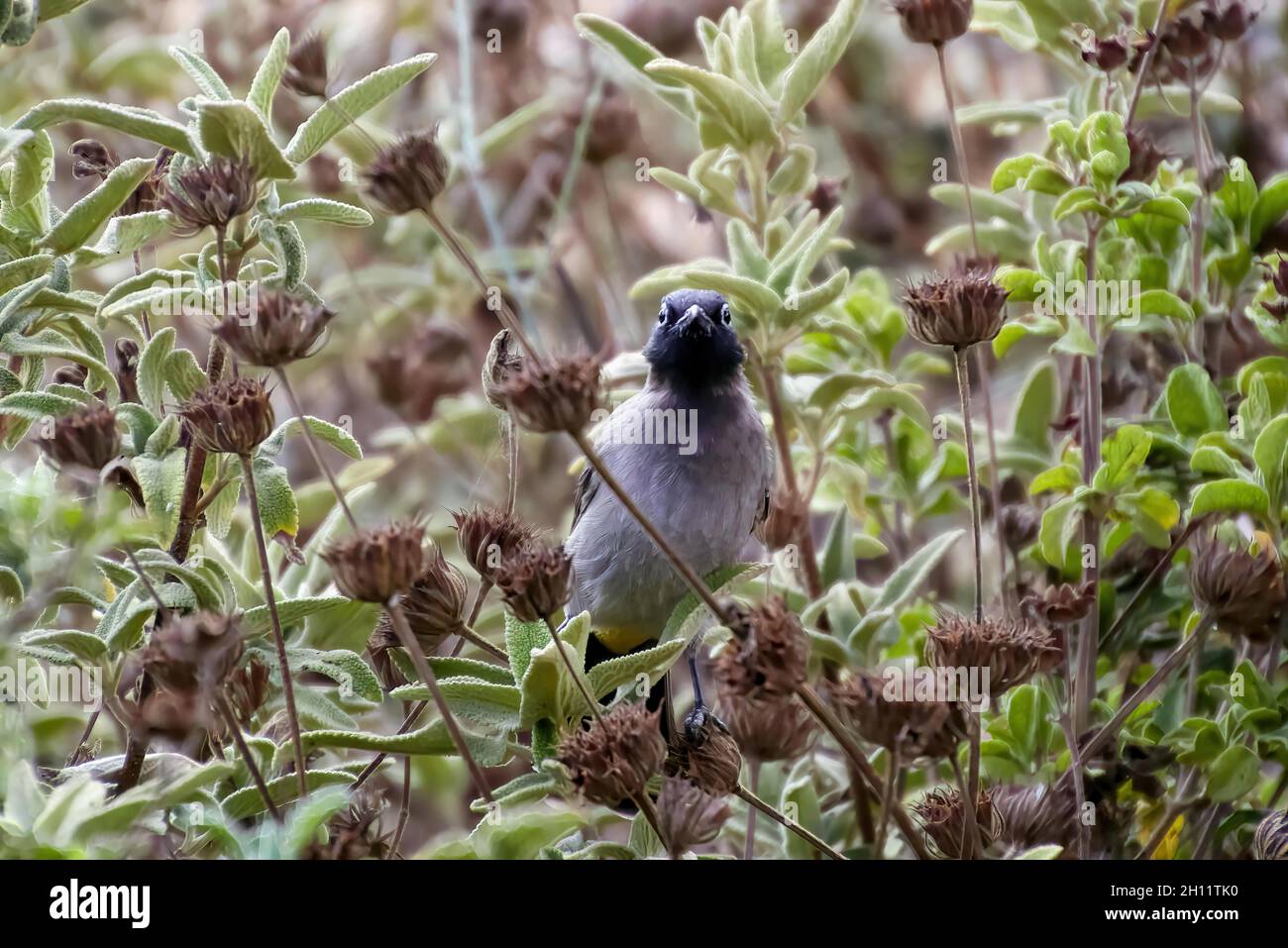 The red-vented bulbul Pycnonotus cafer is a member of the bulbul family ...