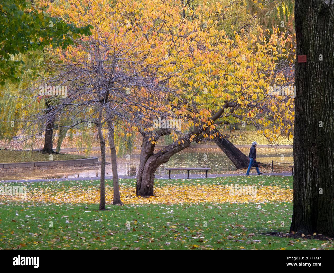 Boston Public Garden Bench High Resolution Stock Photography and Images ...