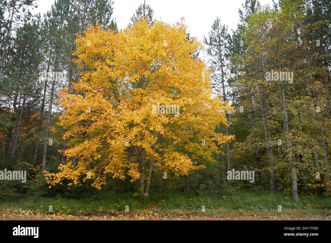 A tree with the colors of autumn stands out with its yellow leaves in ...