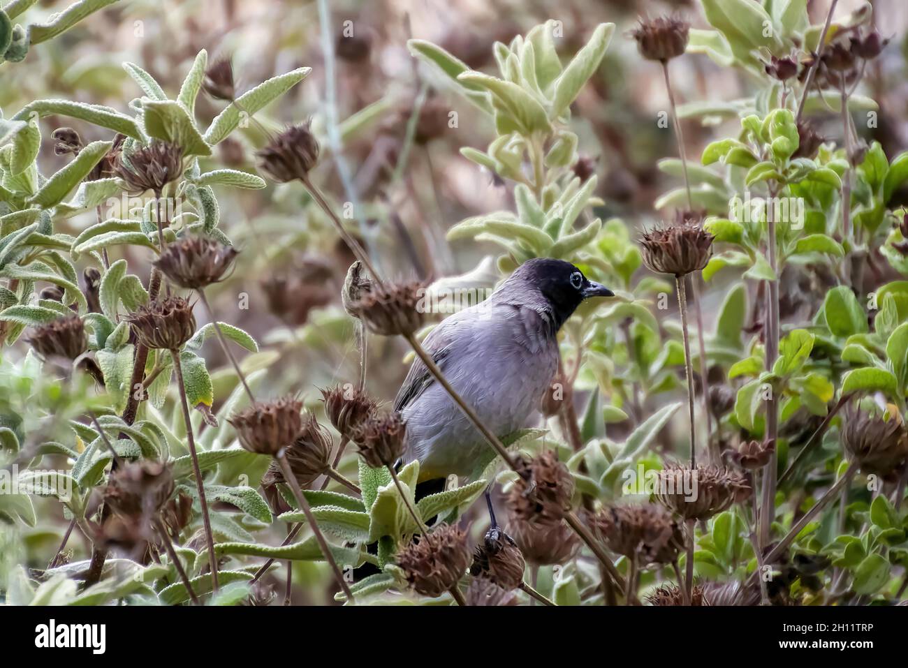The red-vented bulbul Pycnonotus cafer is a member of the bulbul family ...
