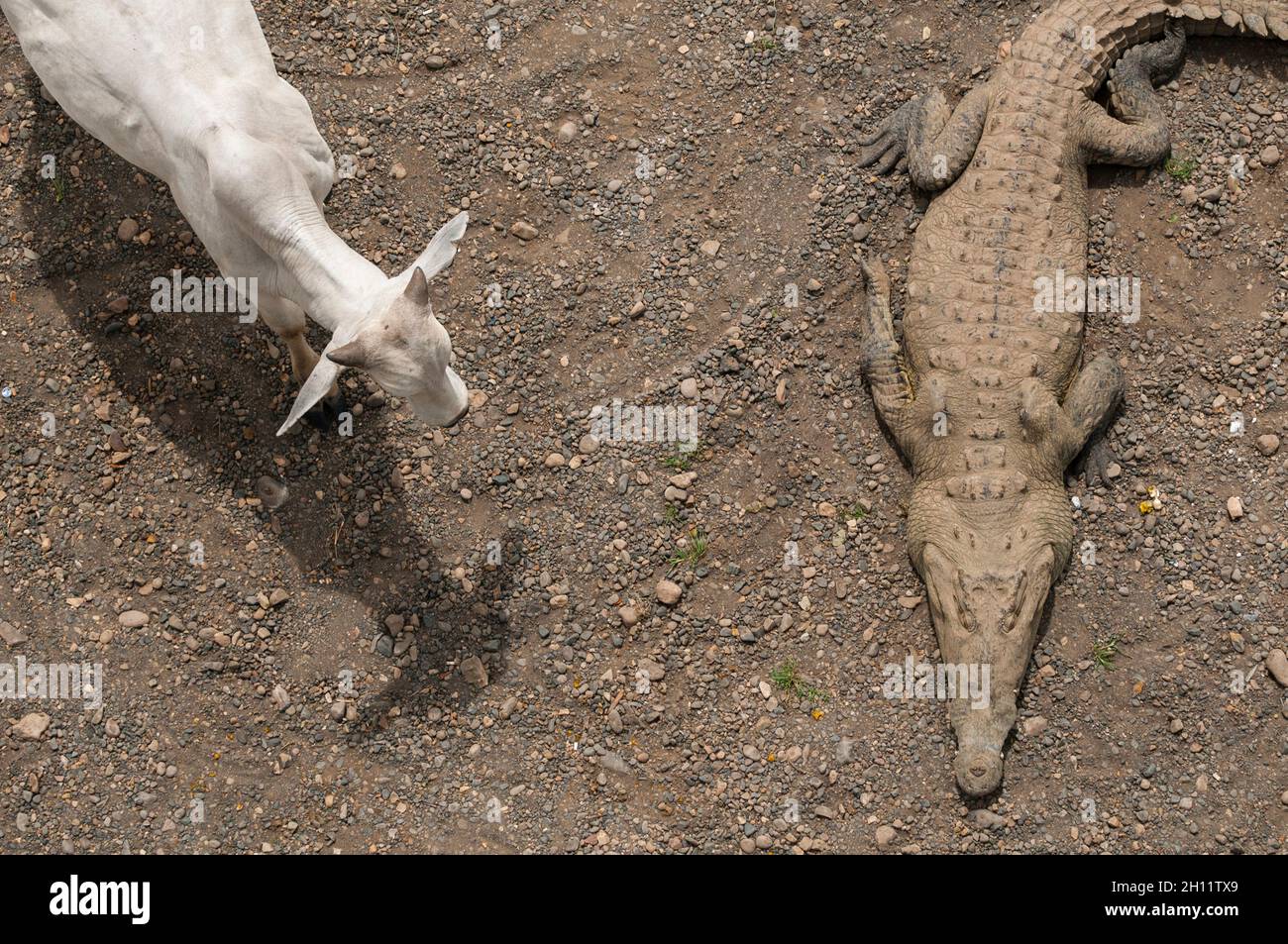 View from above of a cow walking close to an American crocodile ...