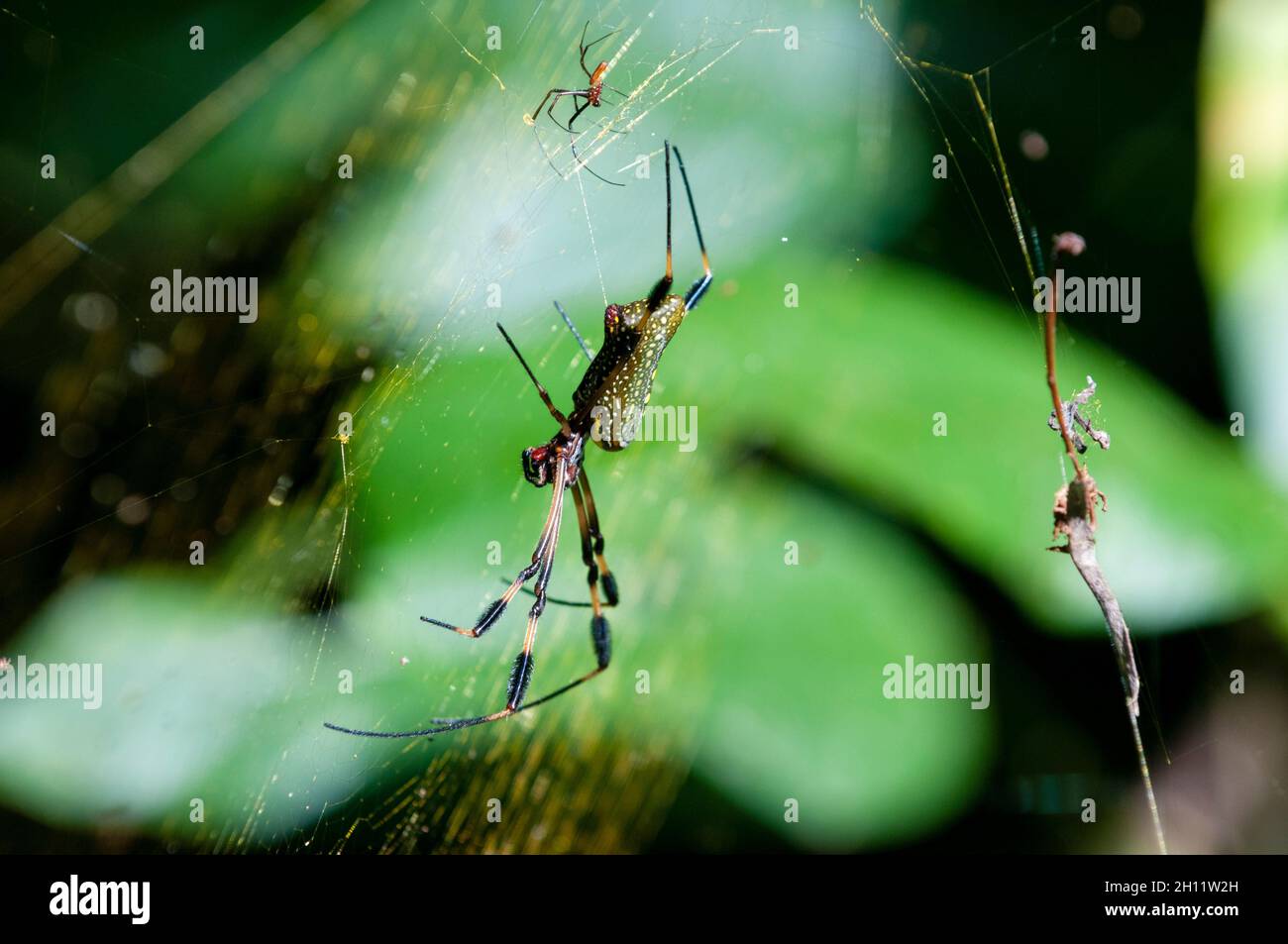 Golden orb weaver spiders male female hi-res stock photography and ...