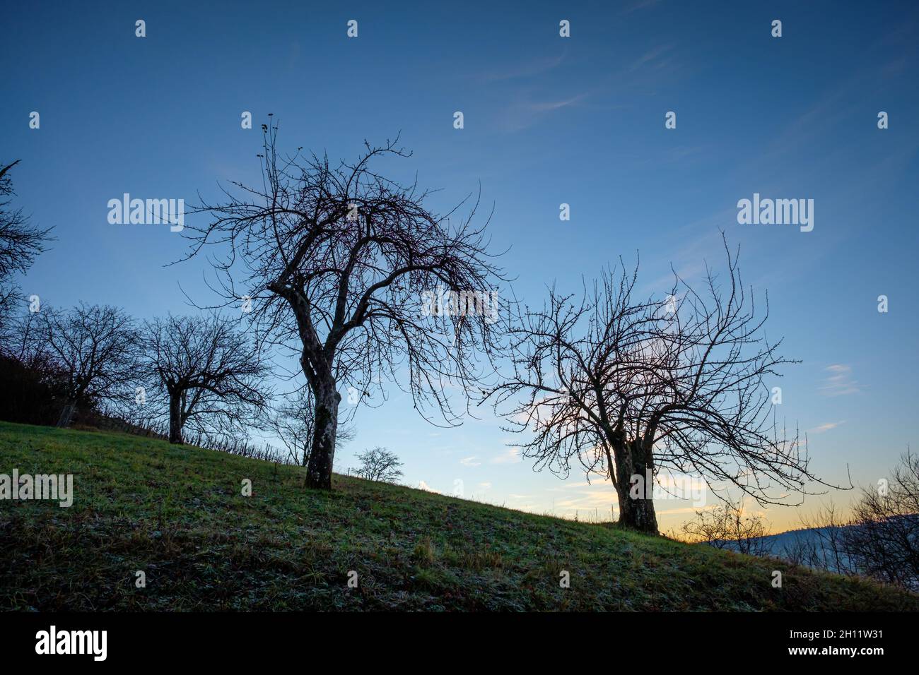 Old fruit trees in a meadow in winter dawn Stock Photo - Alamy