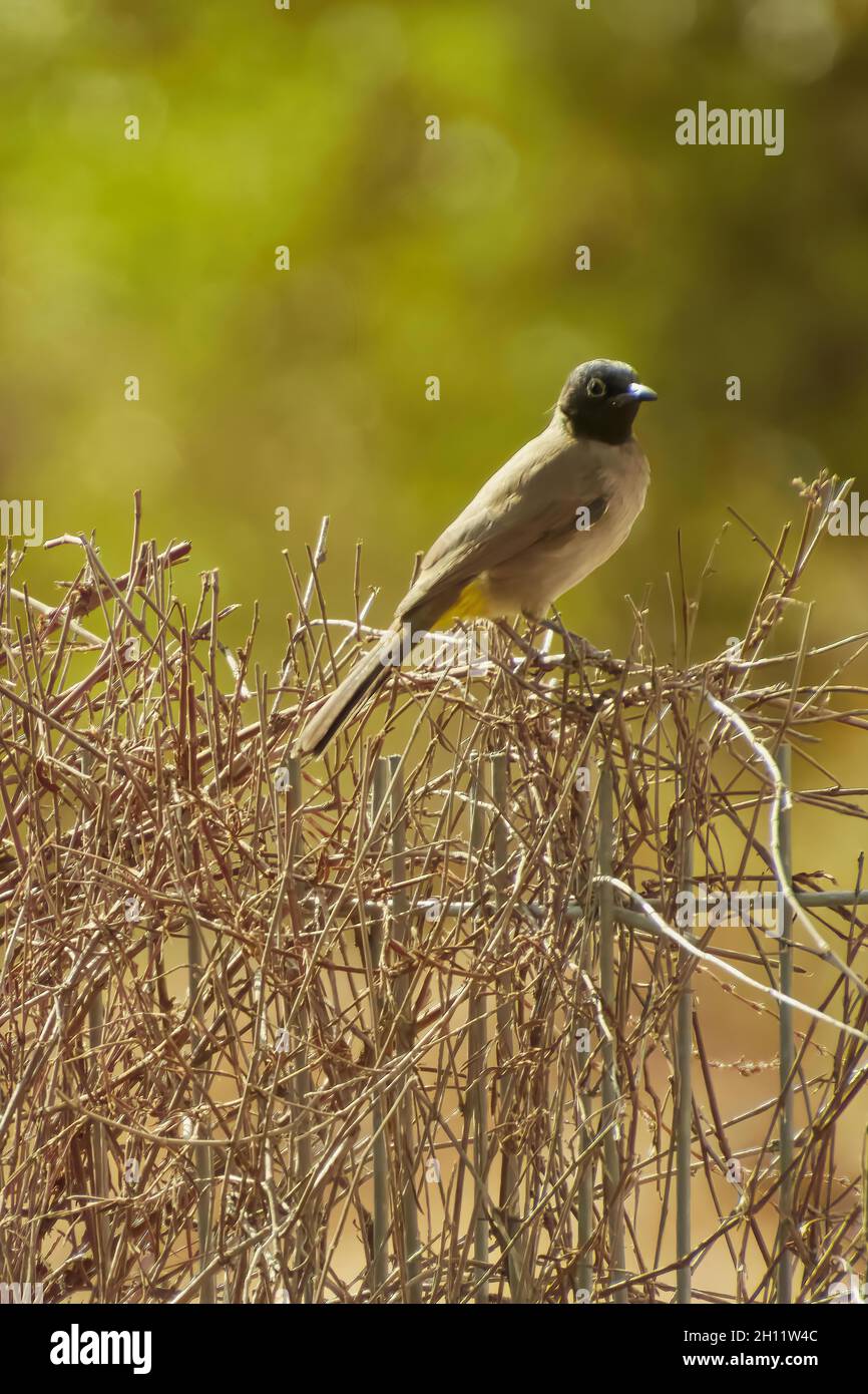 The red-vented bulbul Pycnonotus cafer is a member of the bulbul family ...