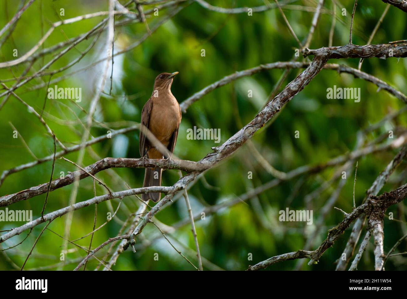 A clay-colored thrush or robin, Turdus grayi, the national bird of ...
