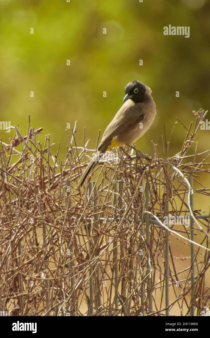 The red-vented bulbul Pycnonotus cafer is a member of the bulbul family ...