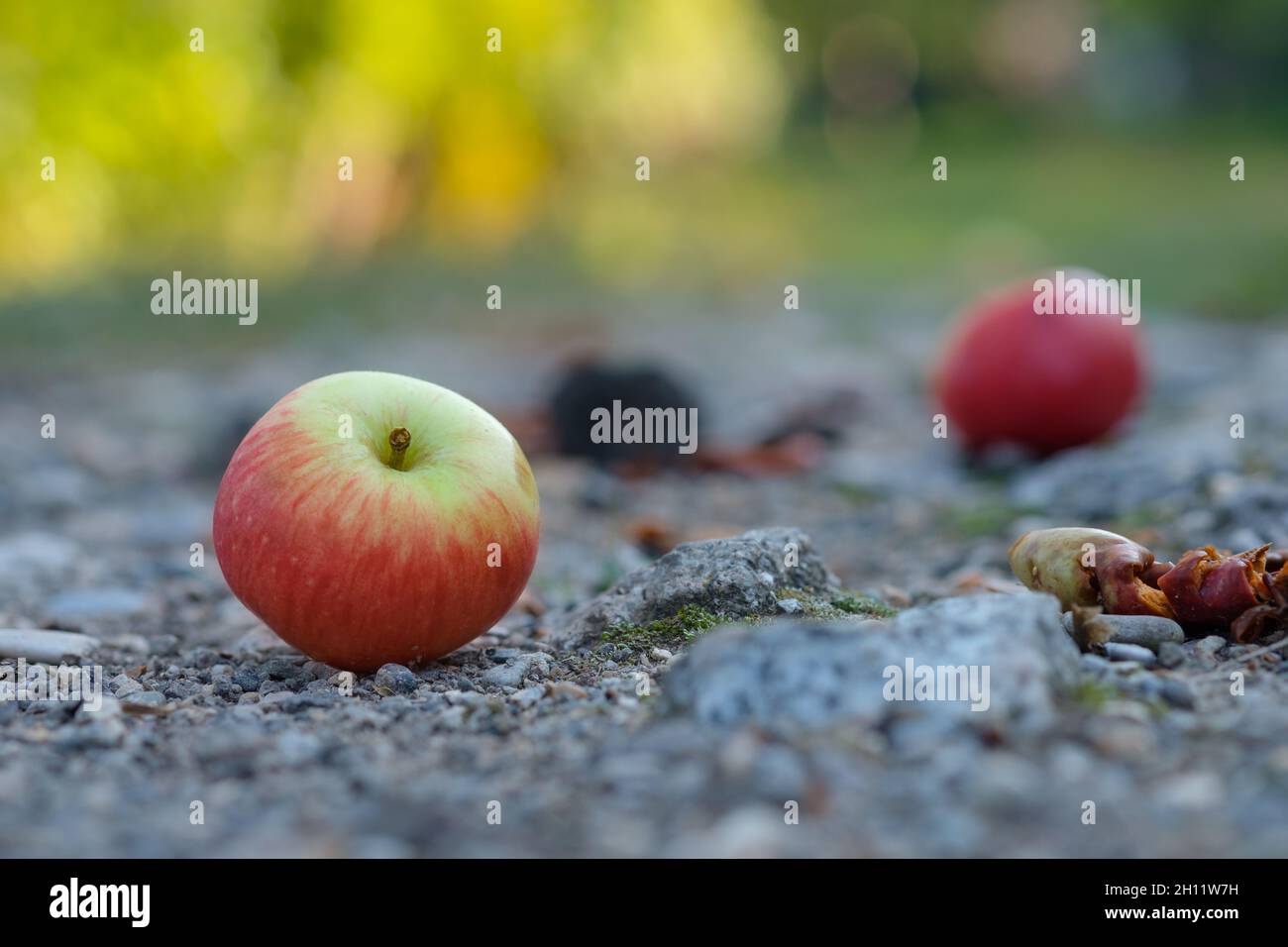 Red windfall apple on the ground with blurred background Stock Photo ...