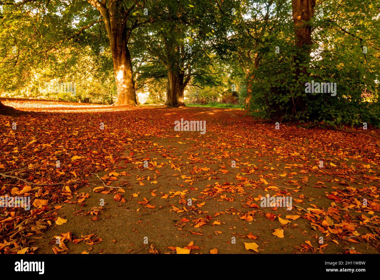 Stapenhill Woodland Walk and Riverside Walk, Burton on Trent UK, autumn ...