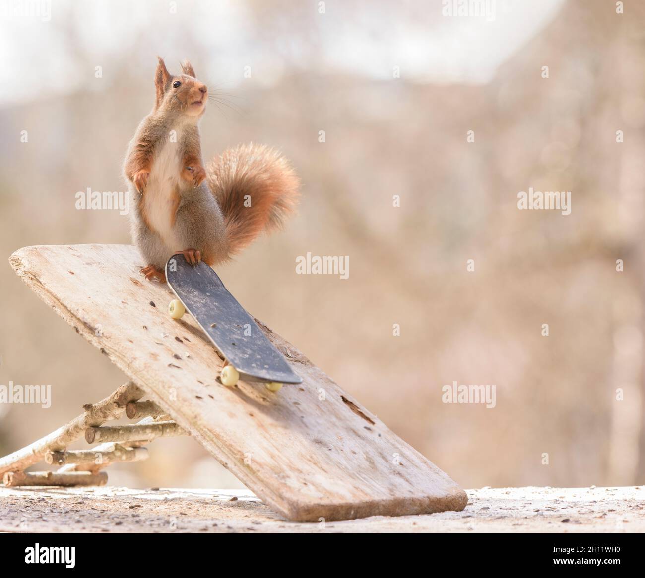 red squirrel is standing on a Skateboard and a ramp Stock Photo - Alamy