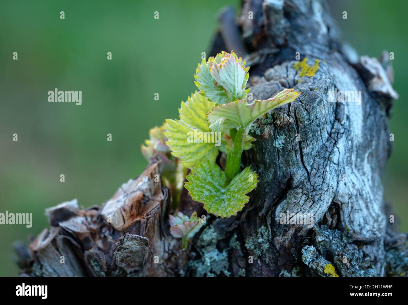 New budding on a gnarled vine plant Stock Photo - Alamy