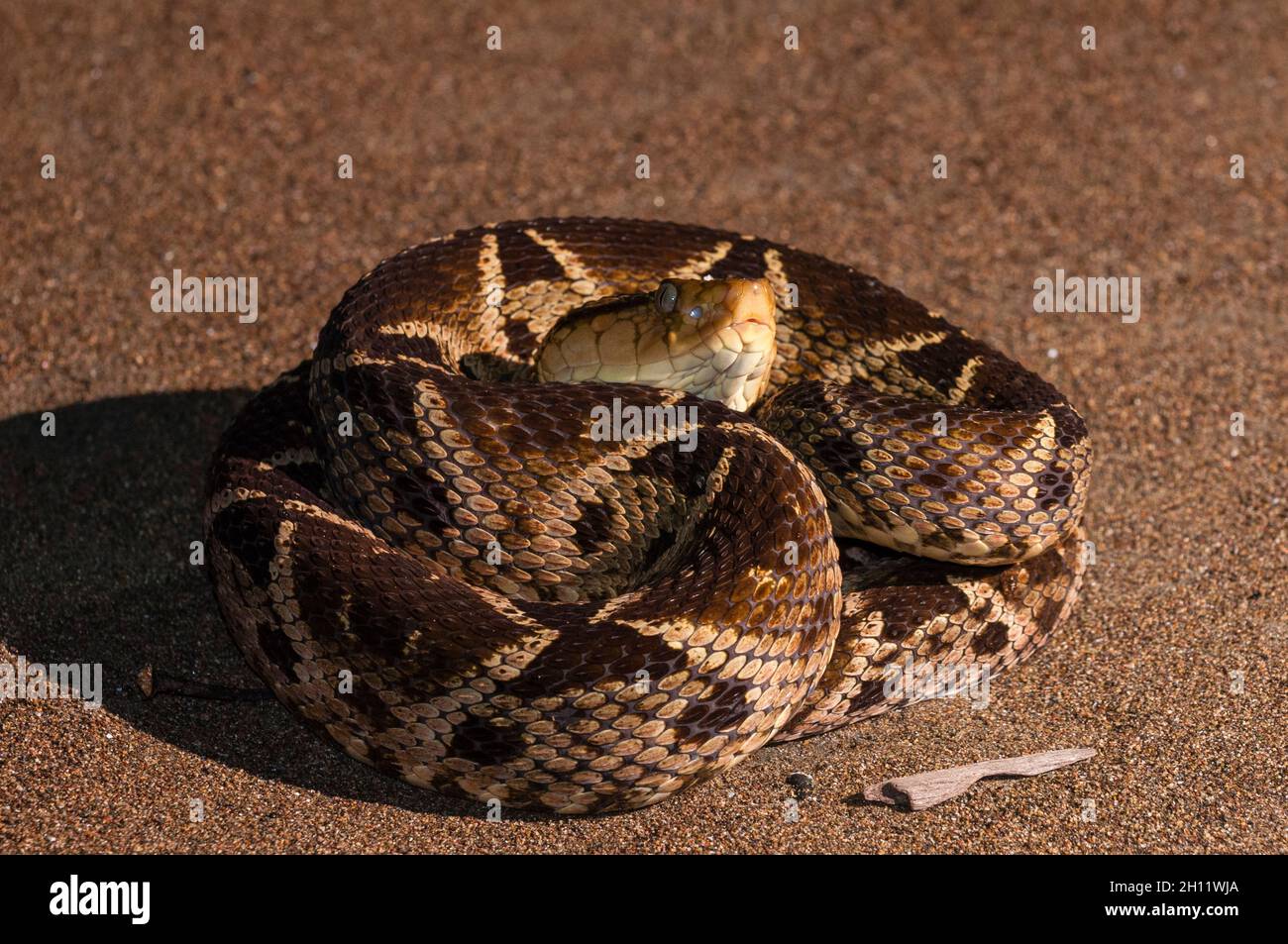 Portrait of a highly venomous fer de lance viper, Bothrops asper. Osa ...