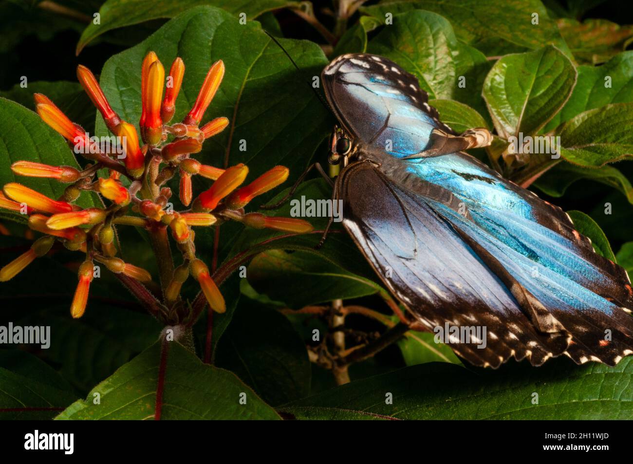 A peleides blue morpho butterfly, Morpho peleides limpida, on a flower ...