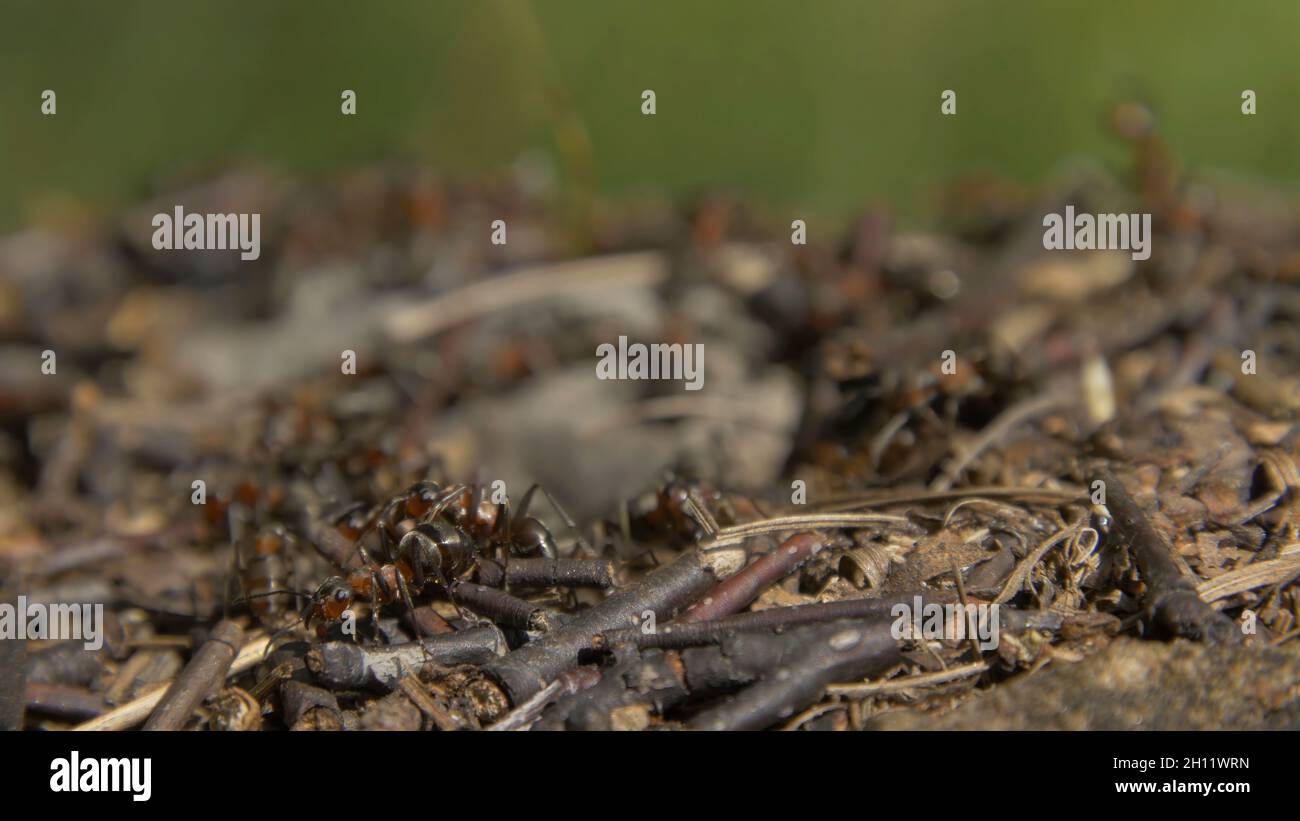 Close-up wild ants swarming around their anthills. Anthill in the ...