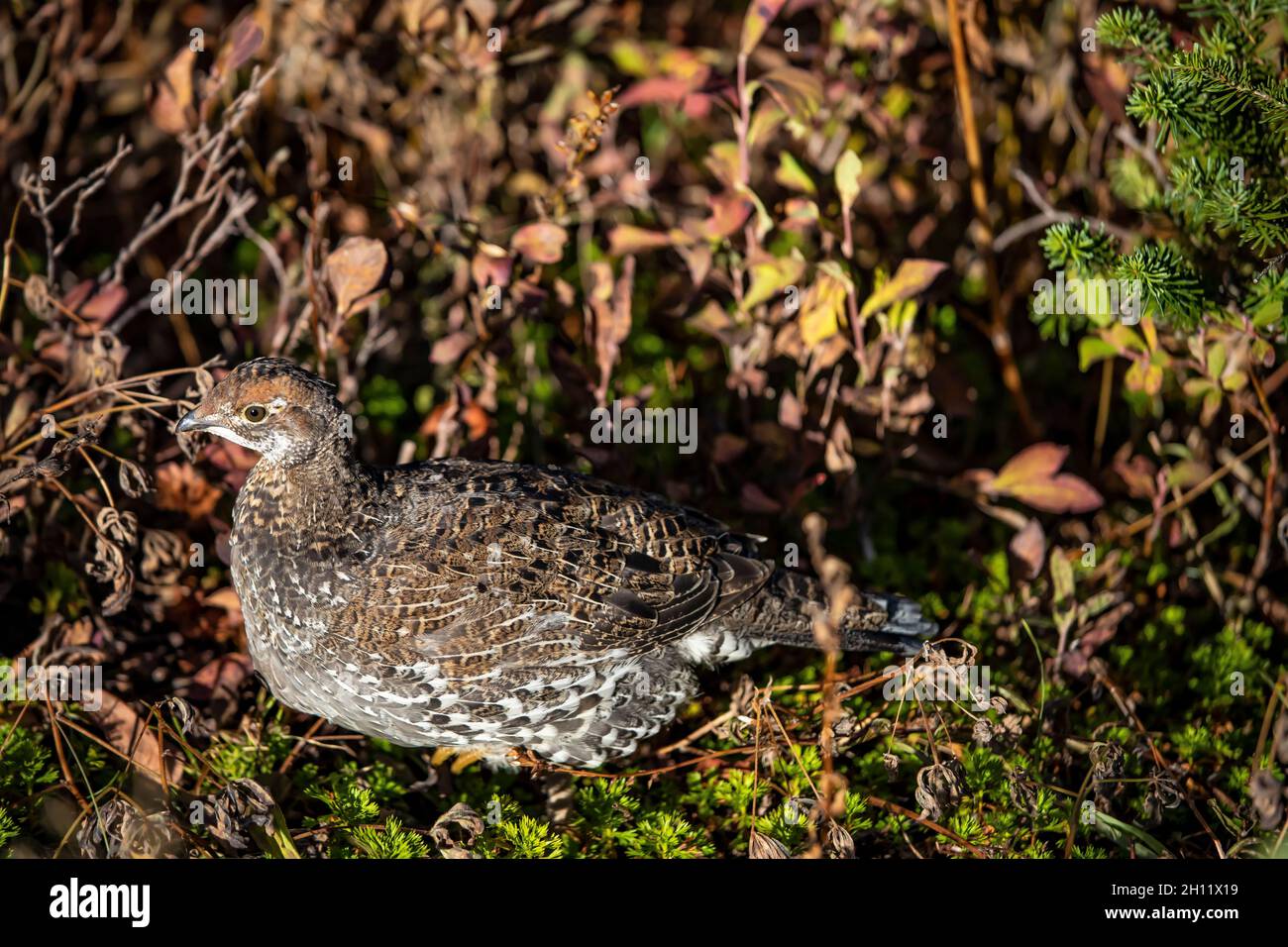 Sooty Grouse, Dendragapus fuliginosus, foraging in the subalpine of the ...