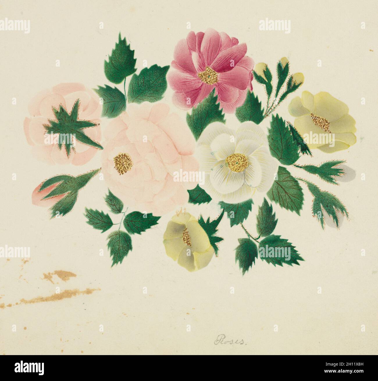 June Roses, 1800s. Mary Altha Nims (American, 1817-1907). Watercolor ...