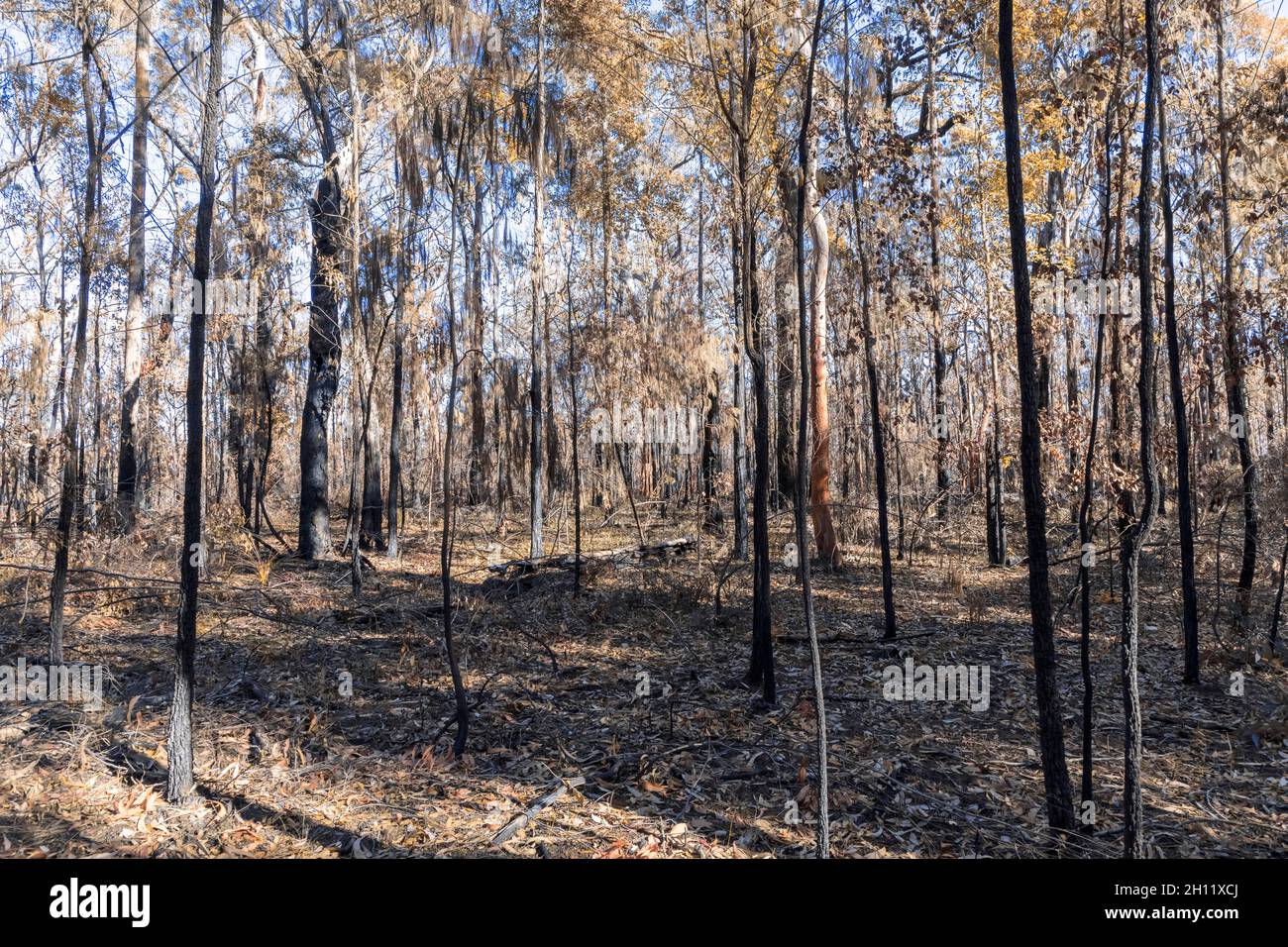 Photograph of trees burnt by severe bushfire in a national park in the ...