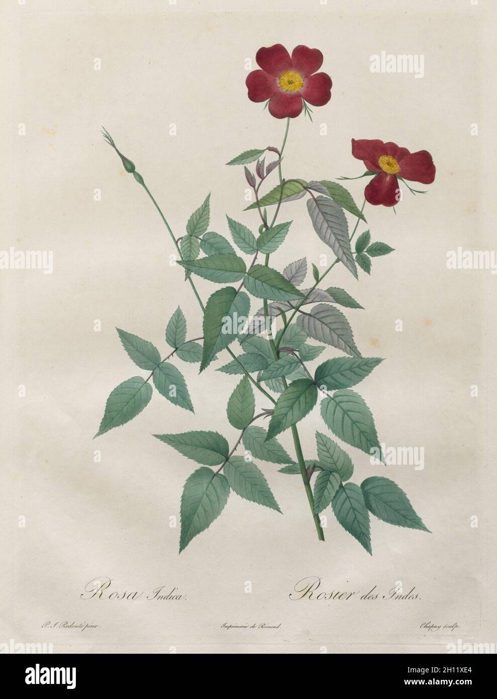 Les Roses: Rosa indica, 1817-1824. Henry Joseph Redouté (French, 1766 ...