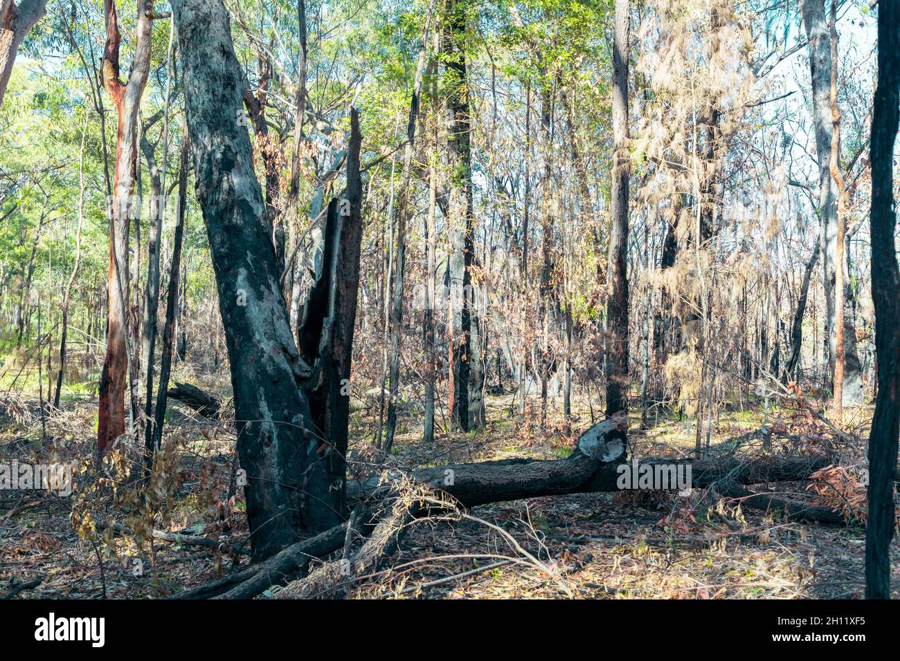 Photograph of trees burnt by severe bushfire in a national park in the ...