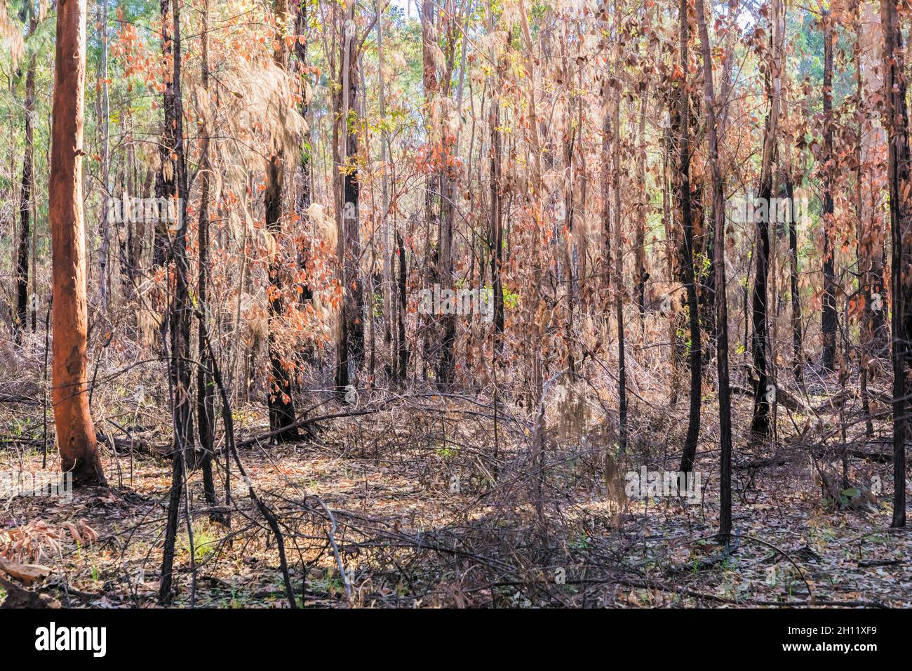 Photograph of trees burnt by severe bushfire in a national park in the ...