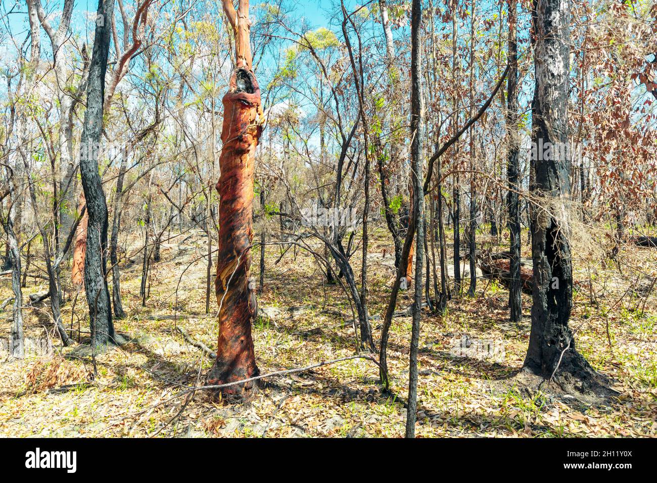Photograph of trees burnt by severe bushfire in a national park in the ...