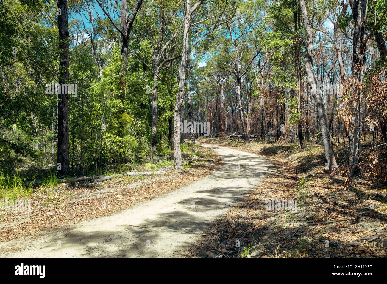 Photograph of trees burnt by severe bushfire in a national park in the ...