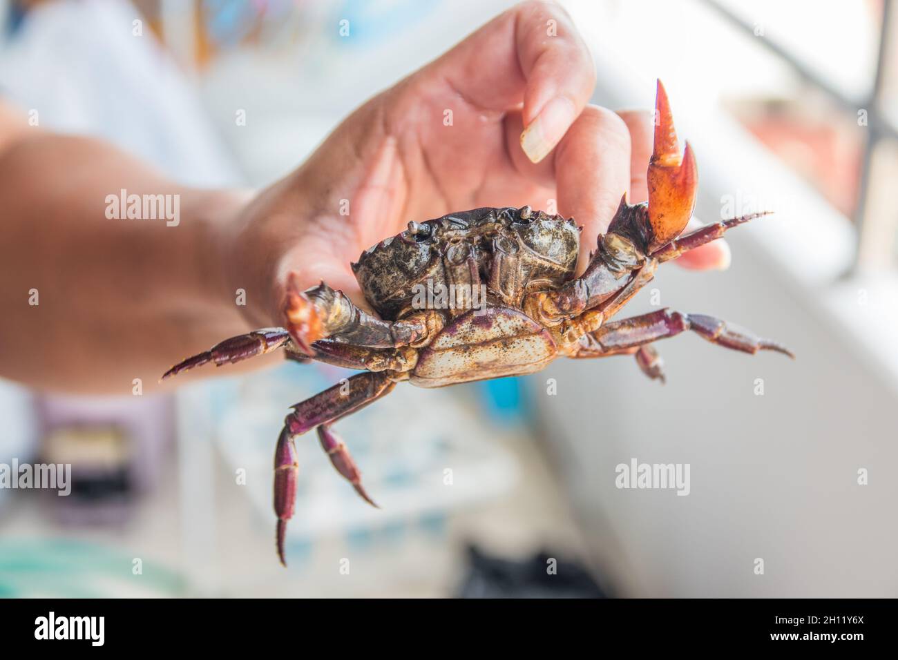Closeup shot of Freshwater crabs in a woman's hand Stock Photo - Alamy