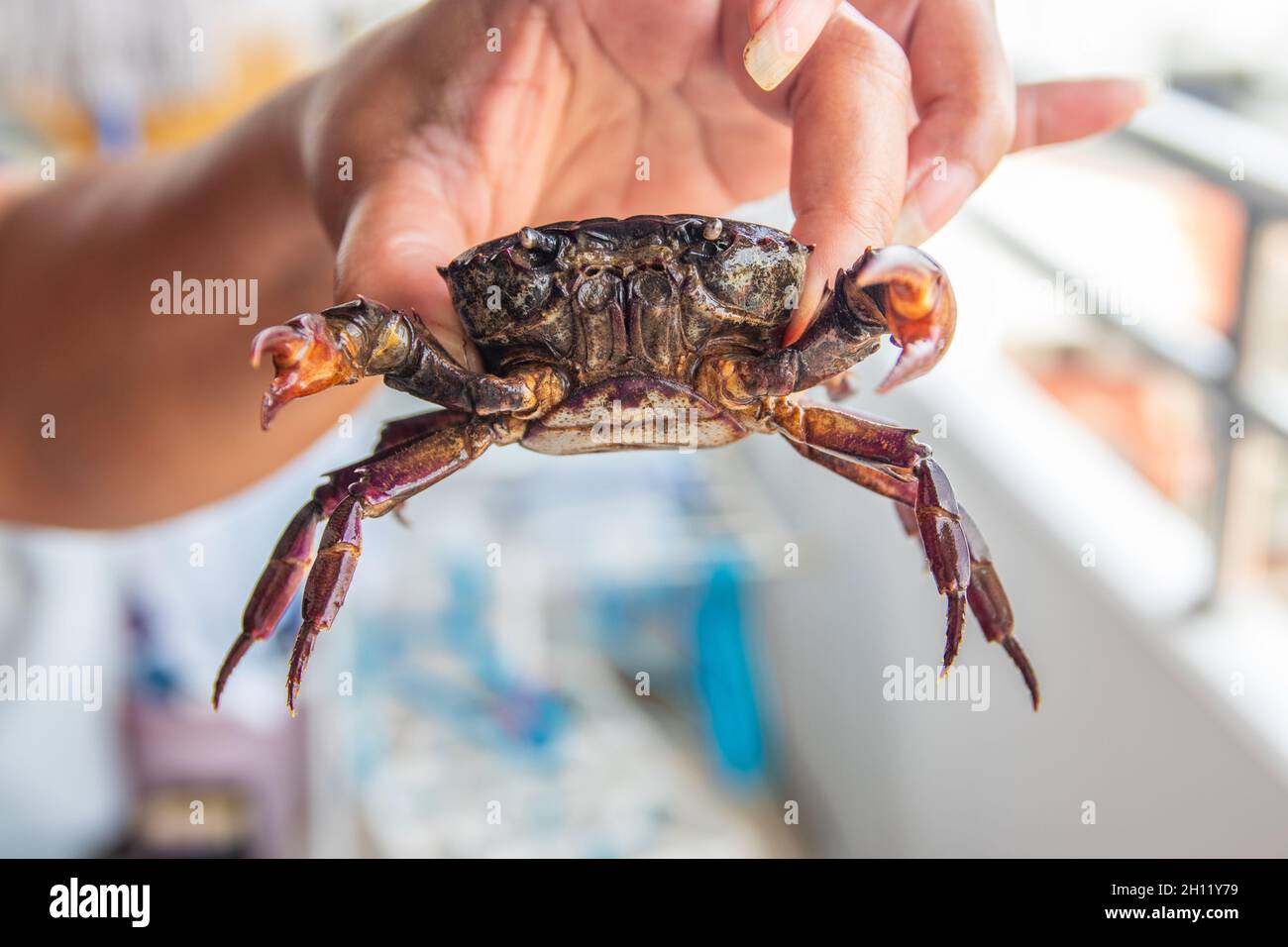 Closeup shot of Freshwater crabs in a woman's hand Stock Photo - Alamy