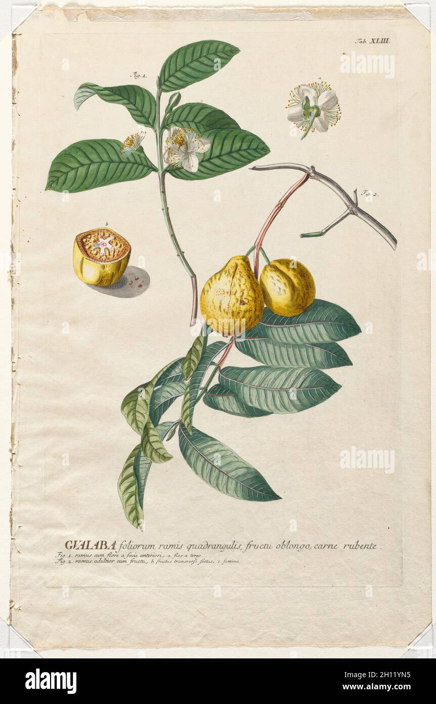 Plantae Selectae: No. 43 - Guaiaba. Georg Dionysius Ehret (German, 1708 ...