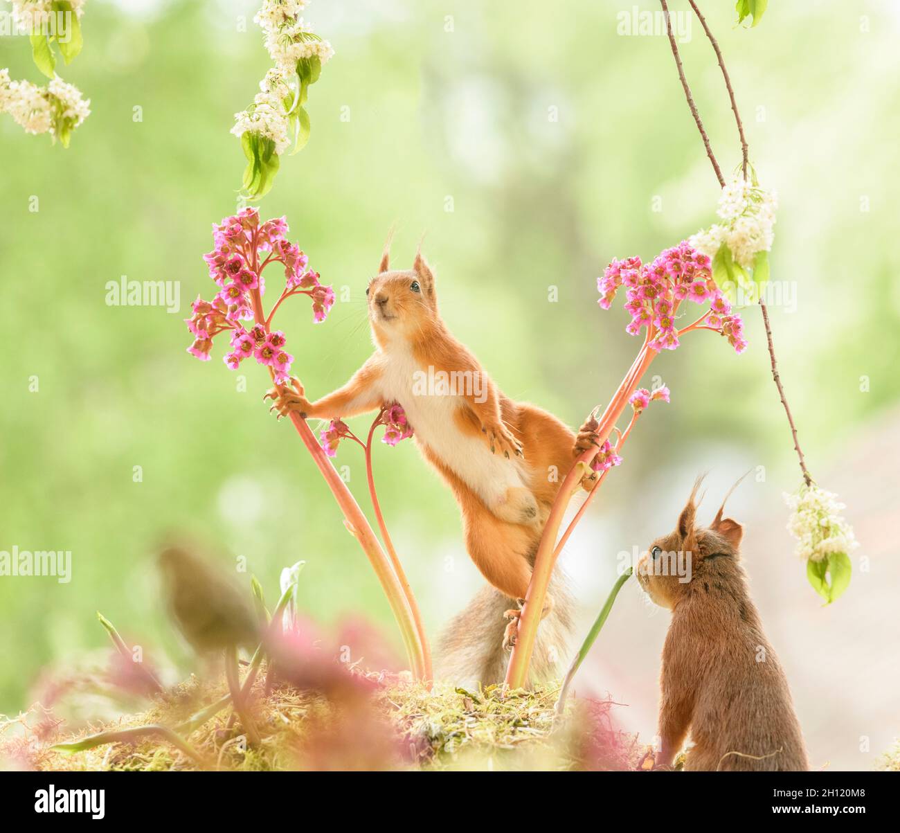red squirrels are standing between Bergenia flowers Stock Photo - Alamy