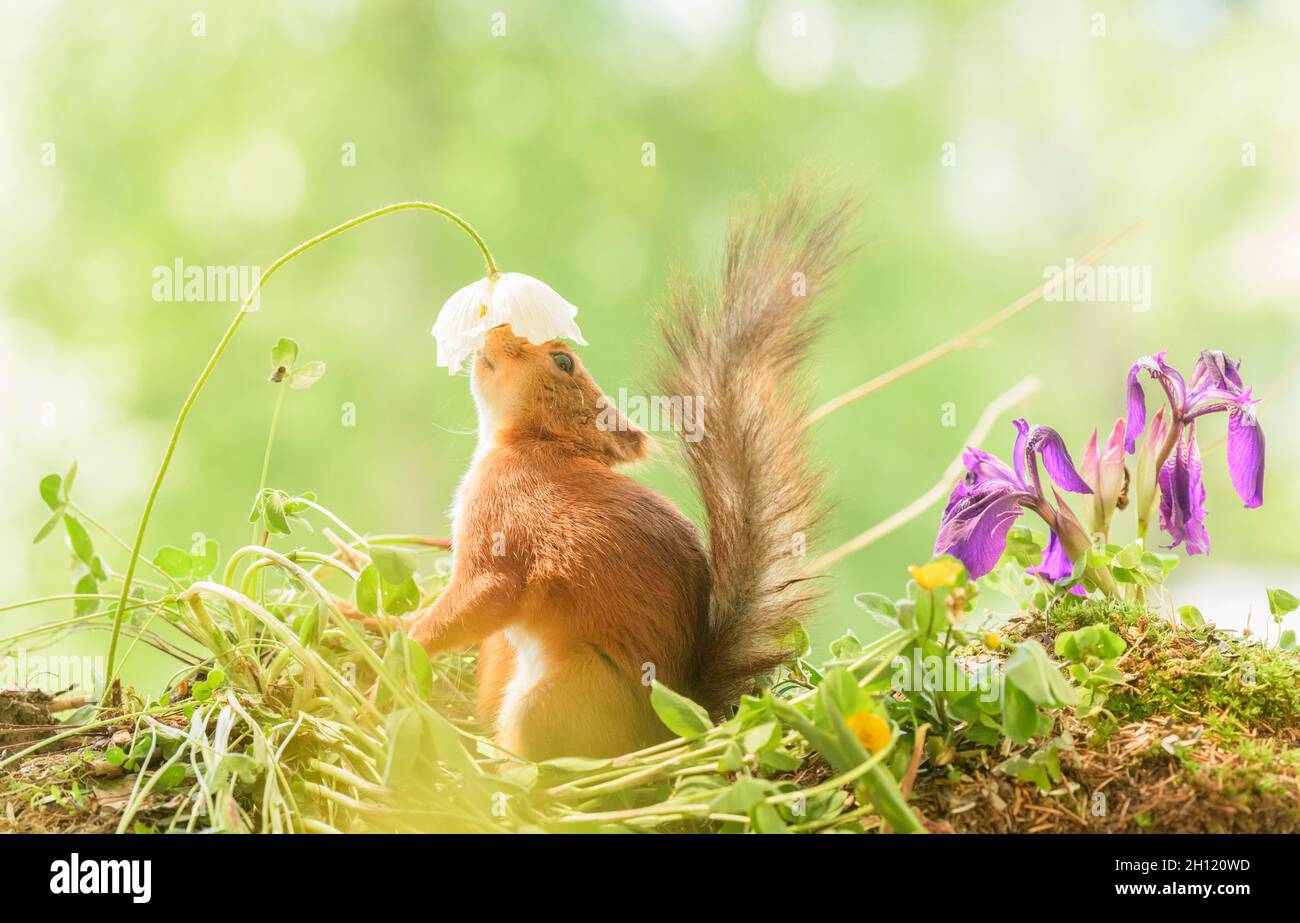 red squirrel is smelling a white papaver Stock Photo - Alamy