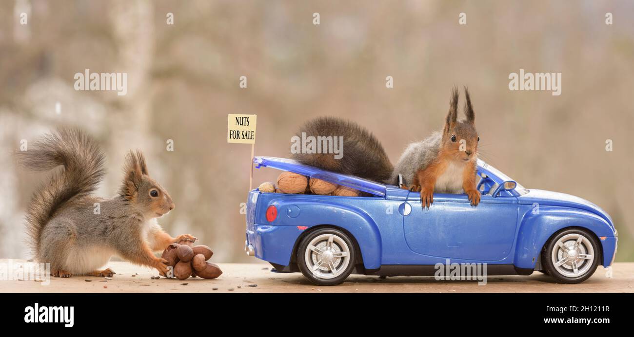 Red squirrel car hi-res stock photography and images - Alamy