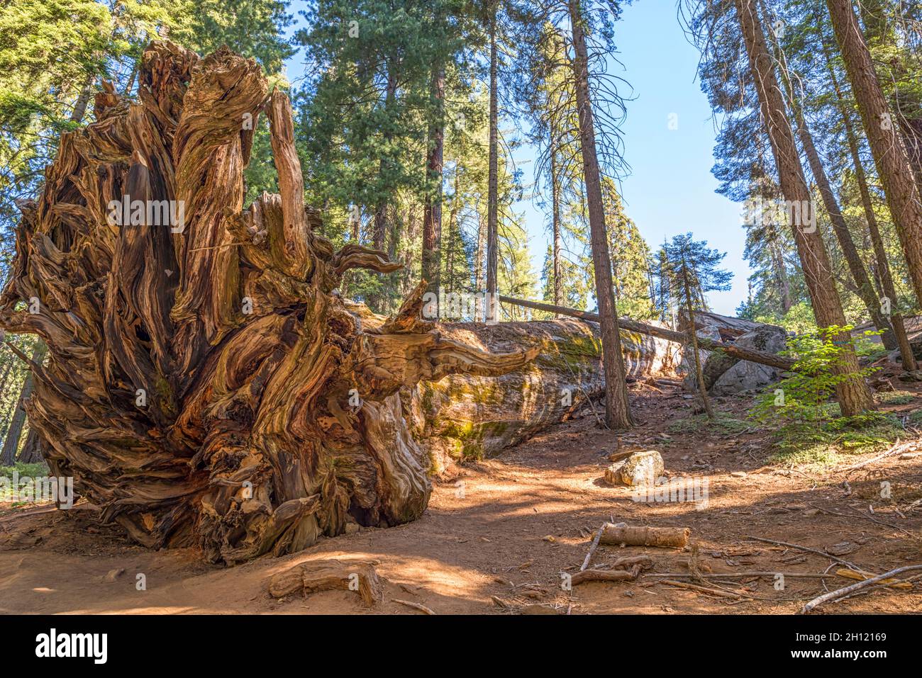 A fallen giant sequoia tree. Sequoia & Kings Canyon National Parks ...