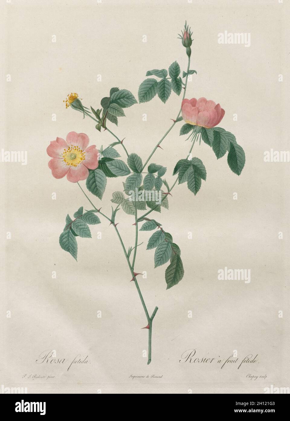 Les Roses: Rosa indica, 1817-1824. Henry Joseph Redouté (French, 1766 ...