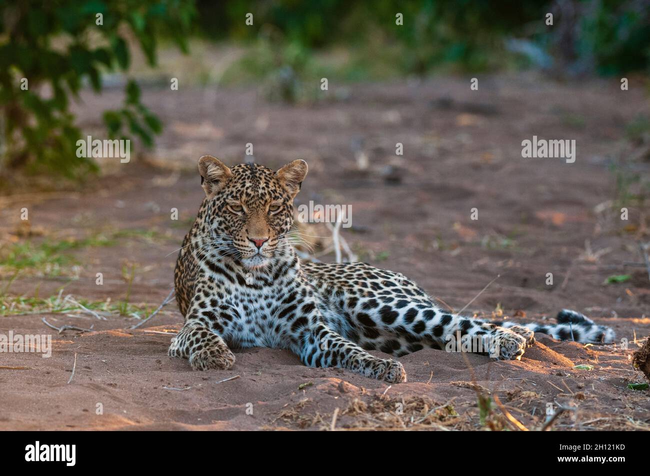 Portrait of a leopard, Panthera pardus, at rest. Mashatu Game Reserve ...