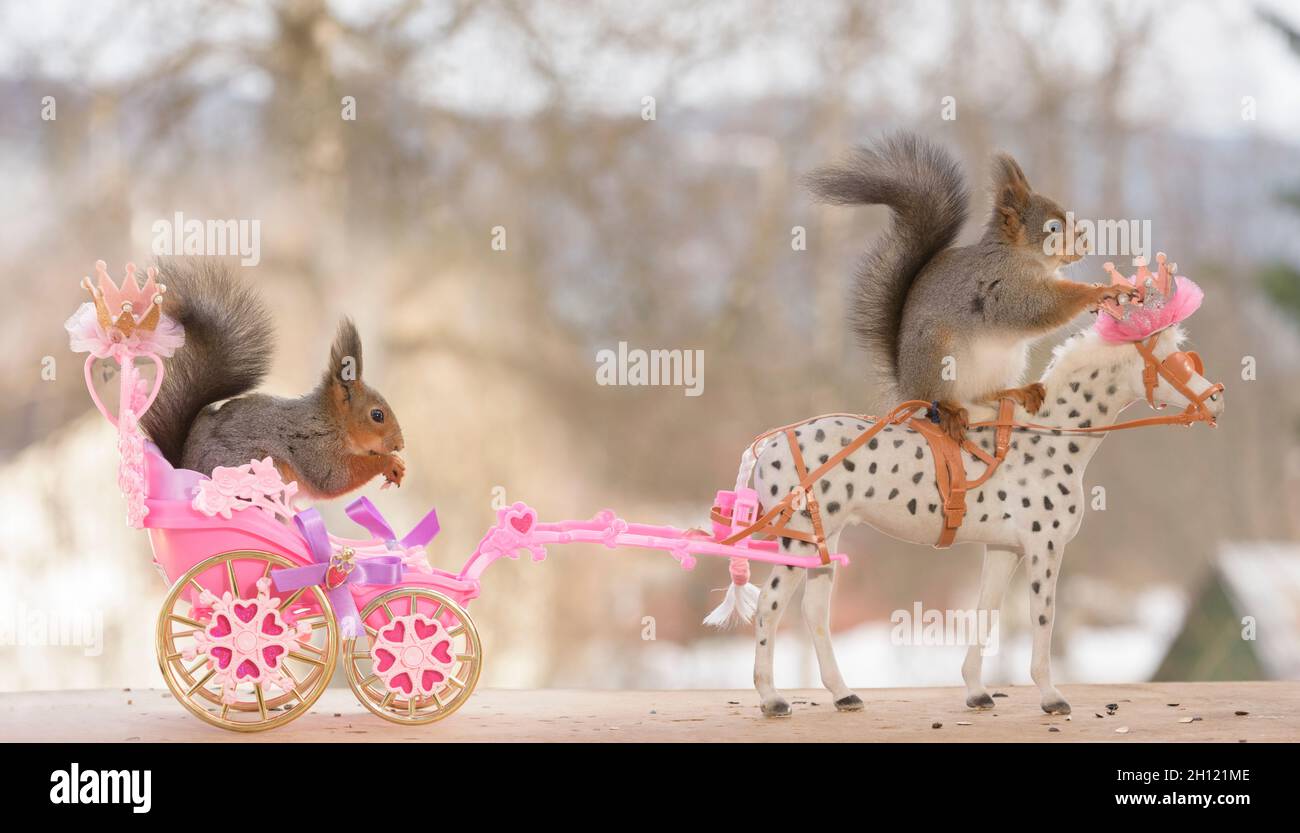 Red squirrel is sitting on a carriage with a horse hi-res stock ...