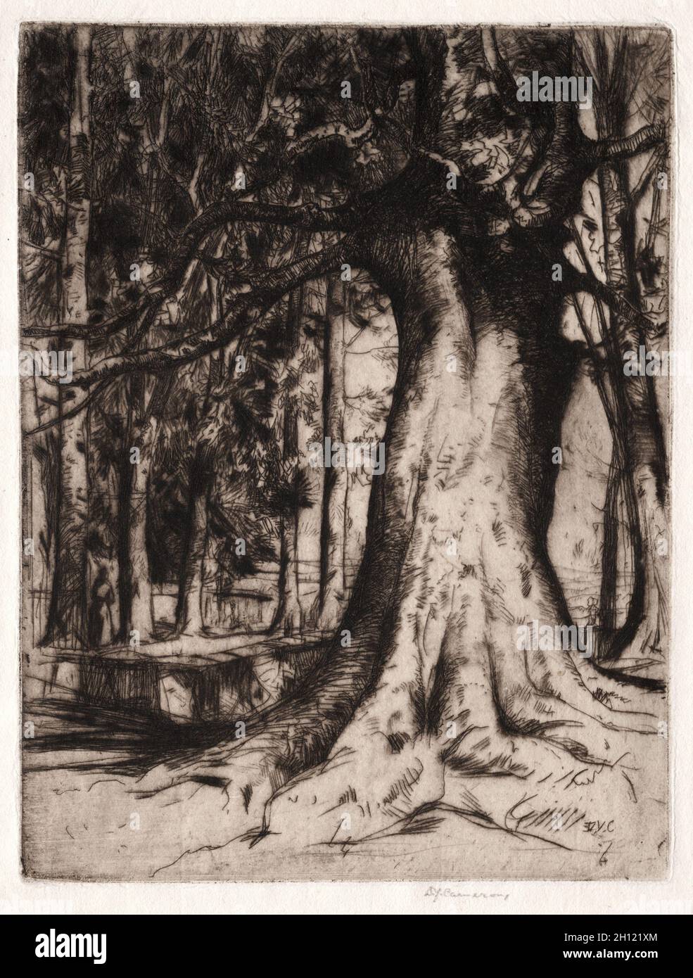 The Sycamore, 1905. David Young Cameron (British, 1865-1945). Etching ...